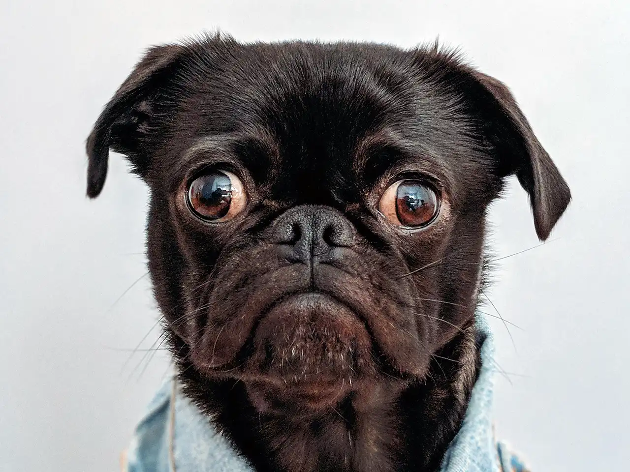 Bloat in Dogs - signs and symptoms of bloat in dogs